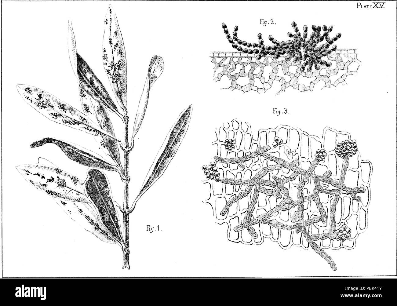1662 L'Olive sa culture dans la théorie et la pratique - planche15 ...