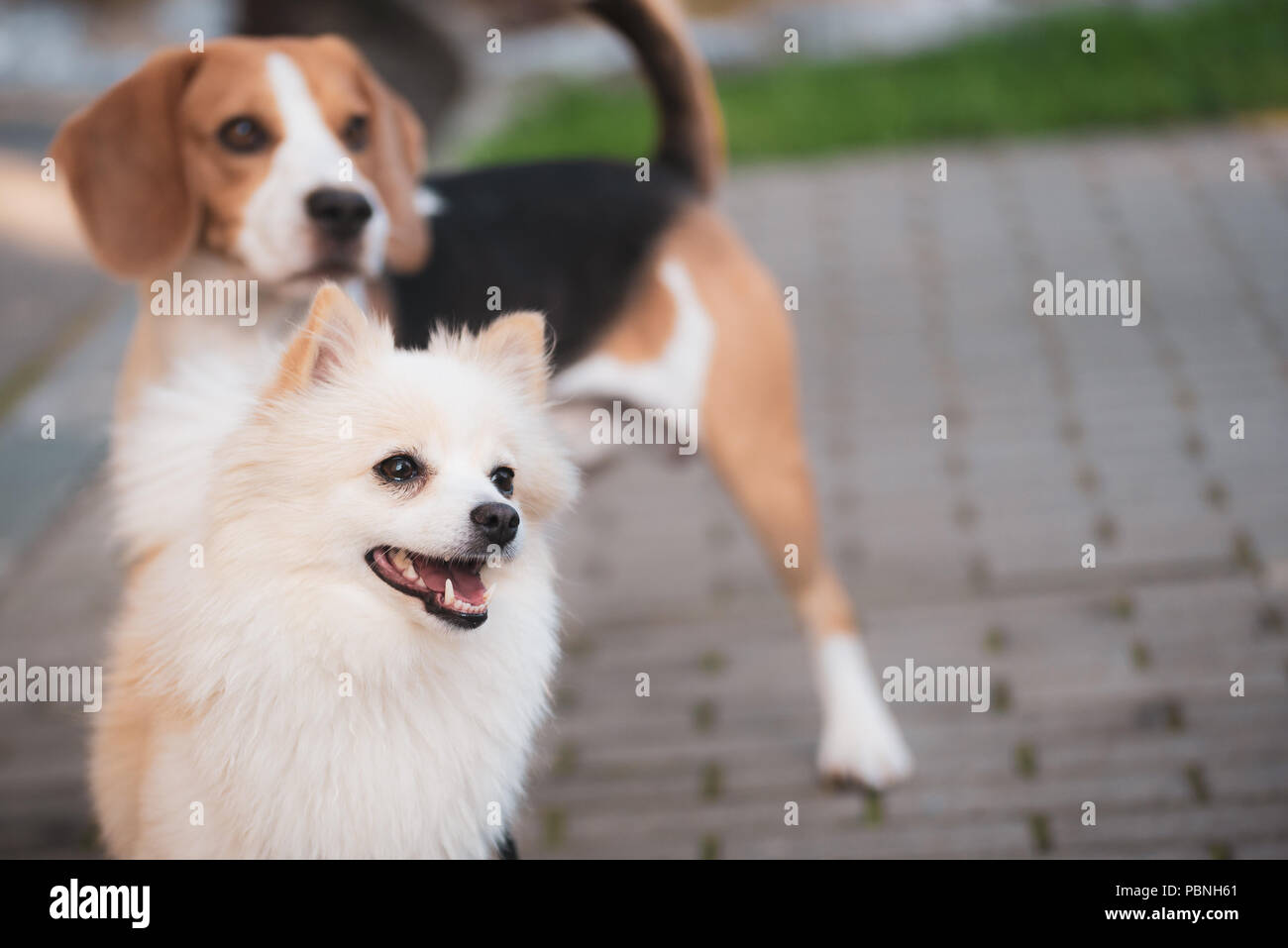 Debout et Beagle spitz allemand klein dans Green Park jardin extérieur ...
