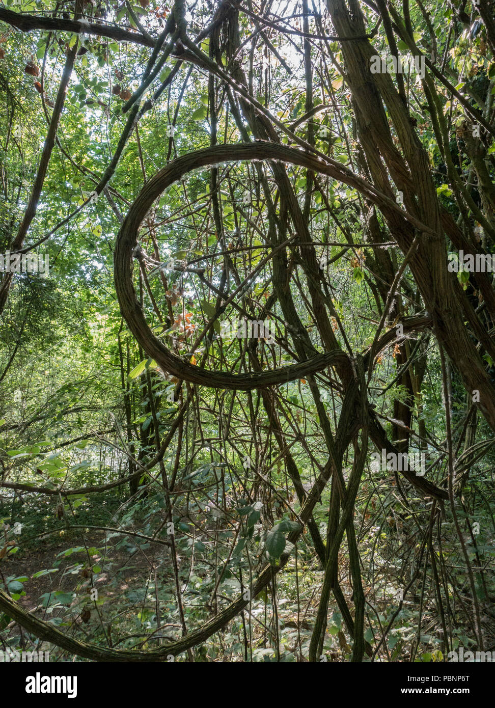 árbol natural Banque de photographies et d’images à haute résolution ...