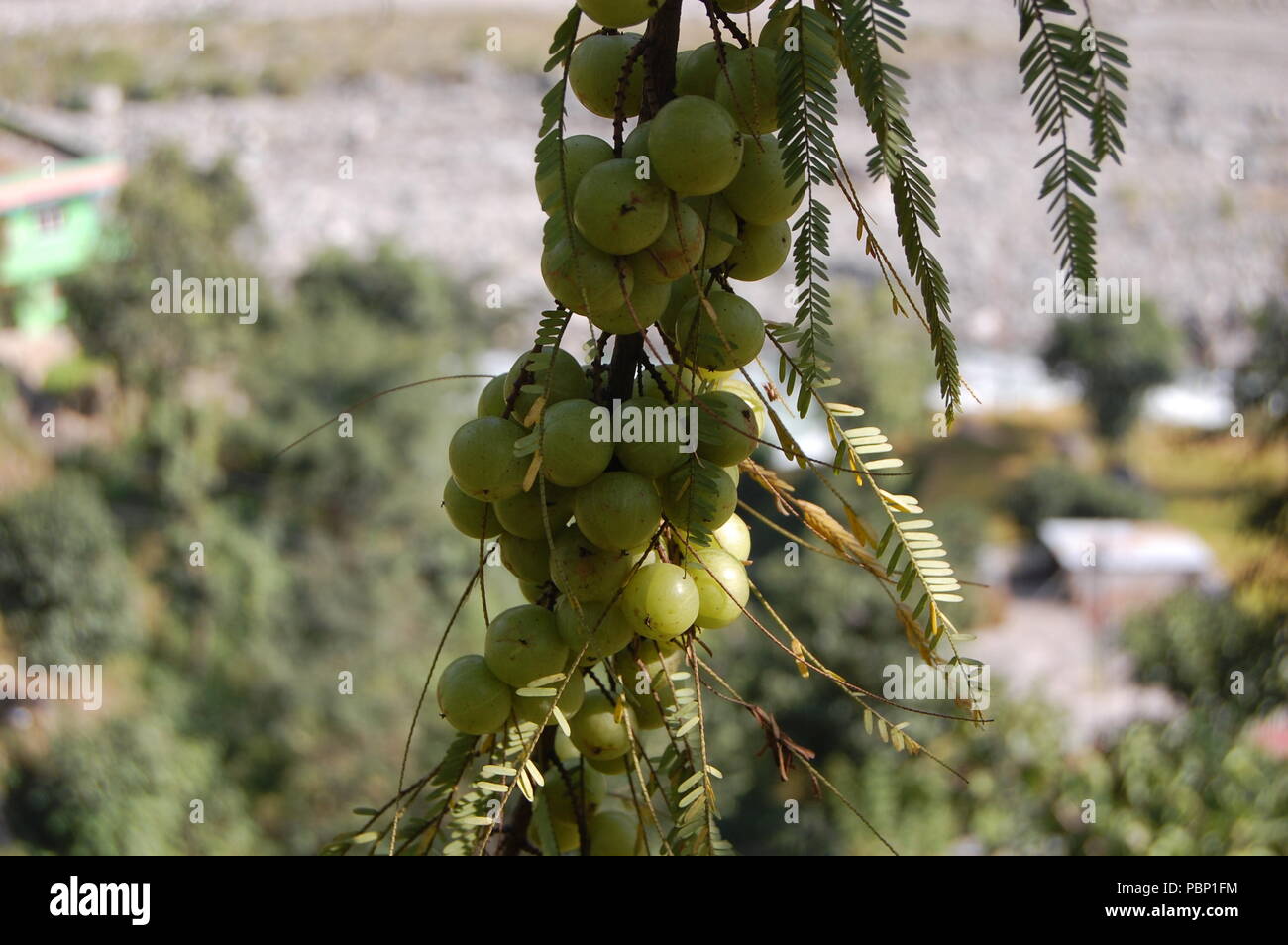 Medicinal fruits Banque de photographies et d’images à haute résolution ...