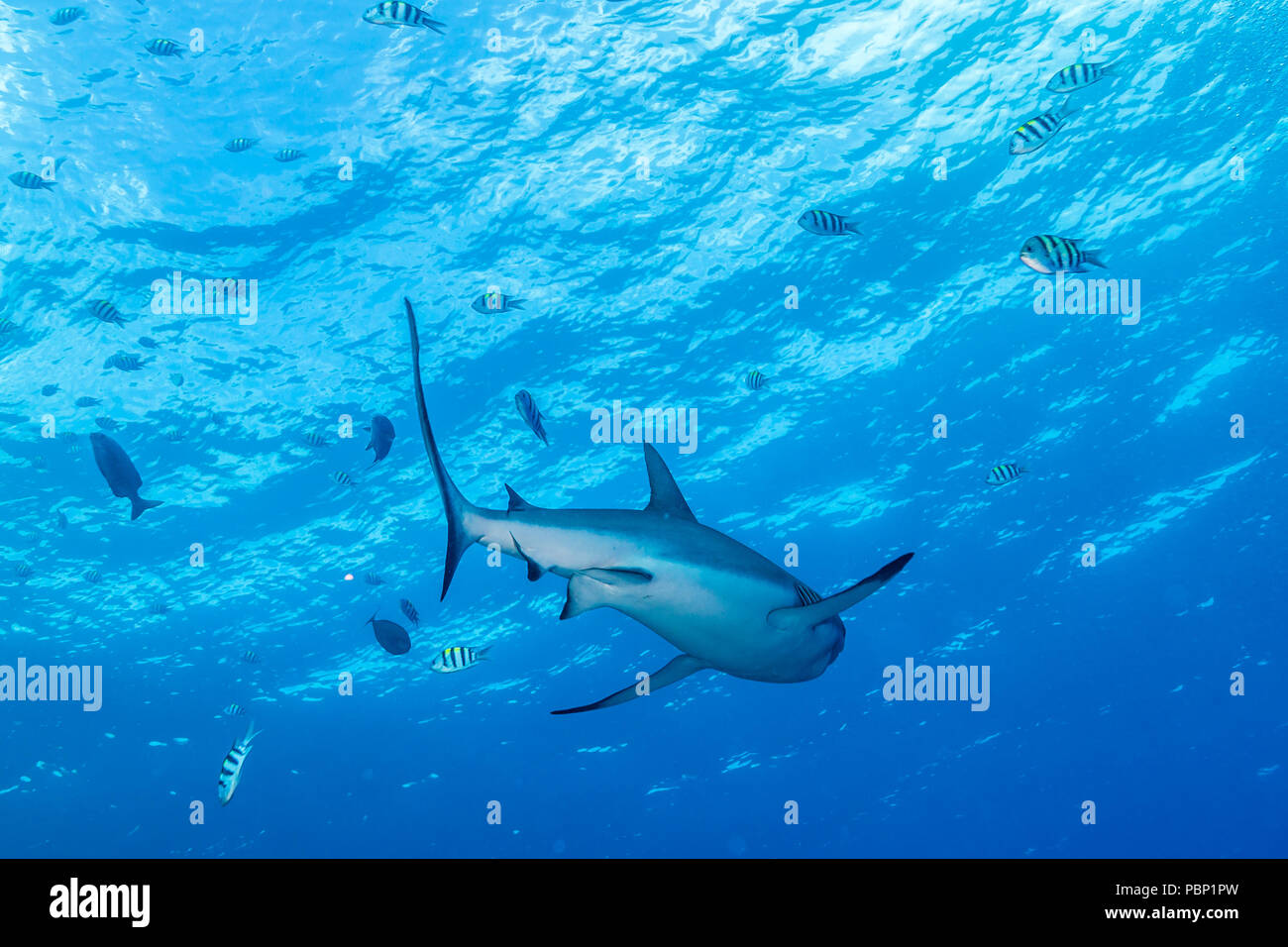 Blacktail reef shark ou Gris requin de récif, Carcharhinus ...