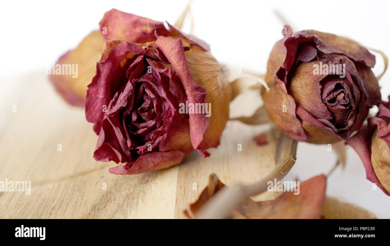Rose séchée Banque de photographies et d’images à haute résolution - Alamy