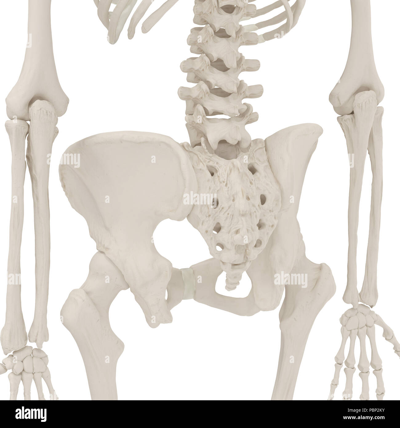 Skeleton Pelvis Banque d'image et photos - Alamy