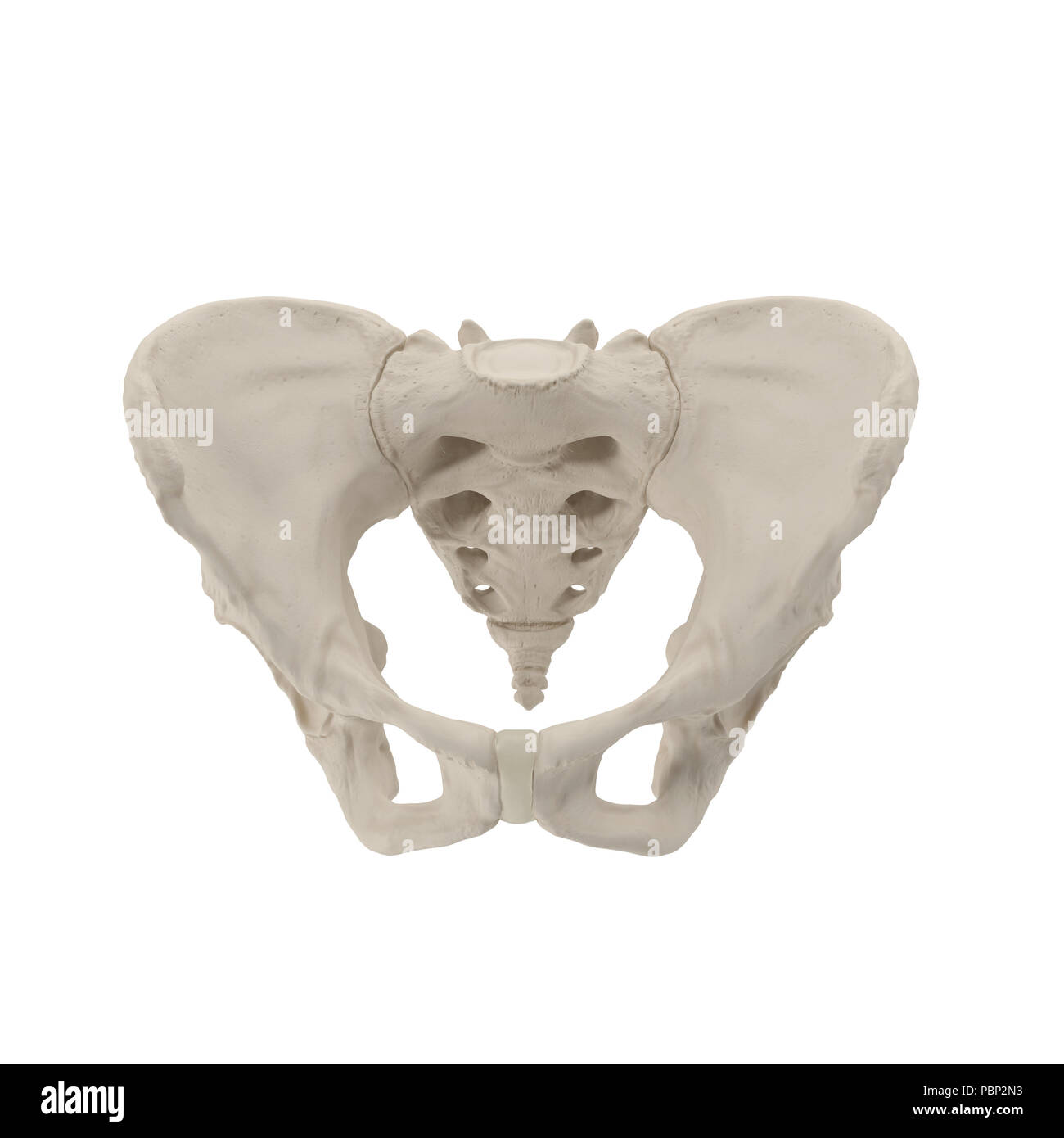 Anatomie du bassin de la femme Banque de photographies et d’images à ...