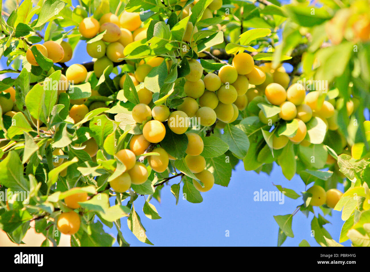 Prunes jaunes Banque de photographies et d’images à haute résolution ...
