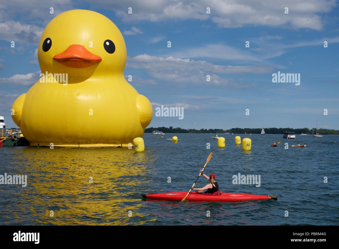 Canard jaune Banque de photographies et d’images à haute résolution - Alamy
