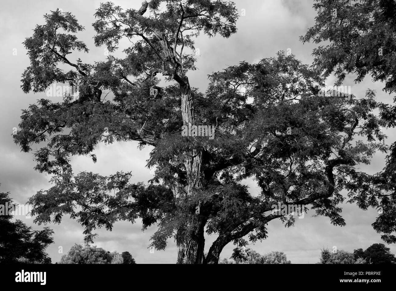 Arbre noir et blanc Banque de photographies et d’images à haute ...