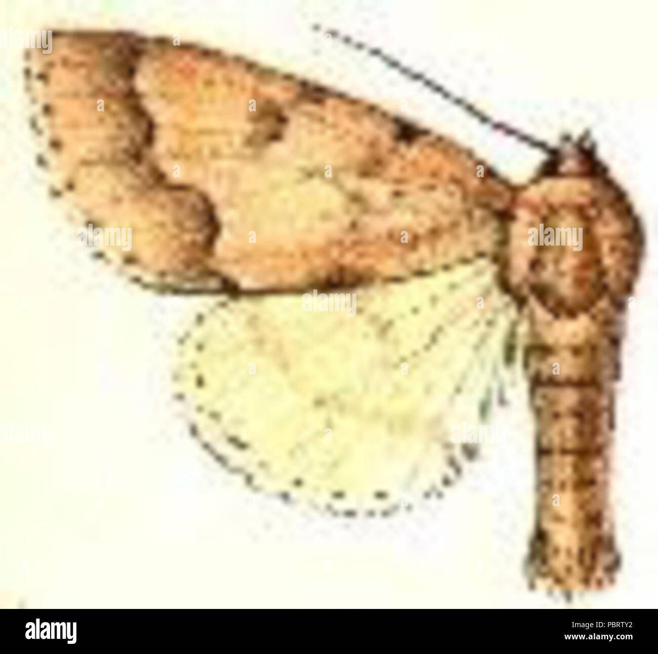 Acronicta innotata Banque de photographies et d’images à haute ...