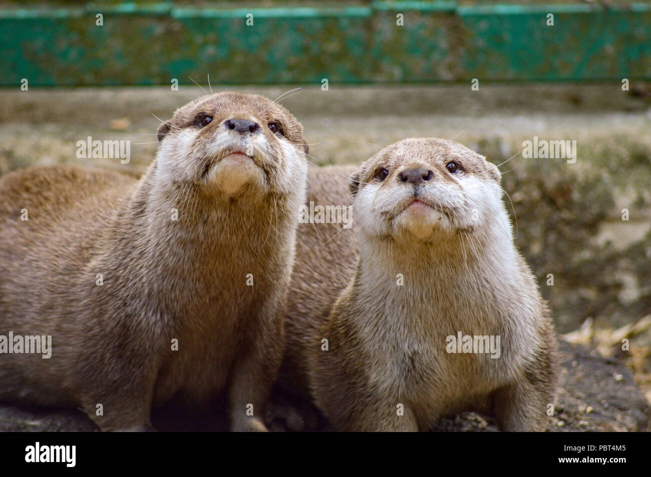 Paradise wildlife park Banque de photographies et d’images à haute ...