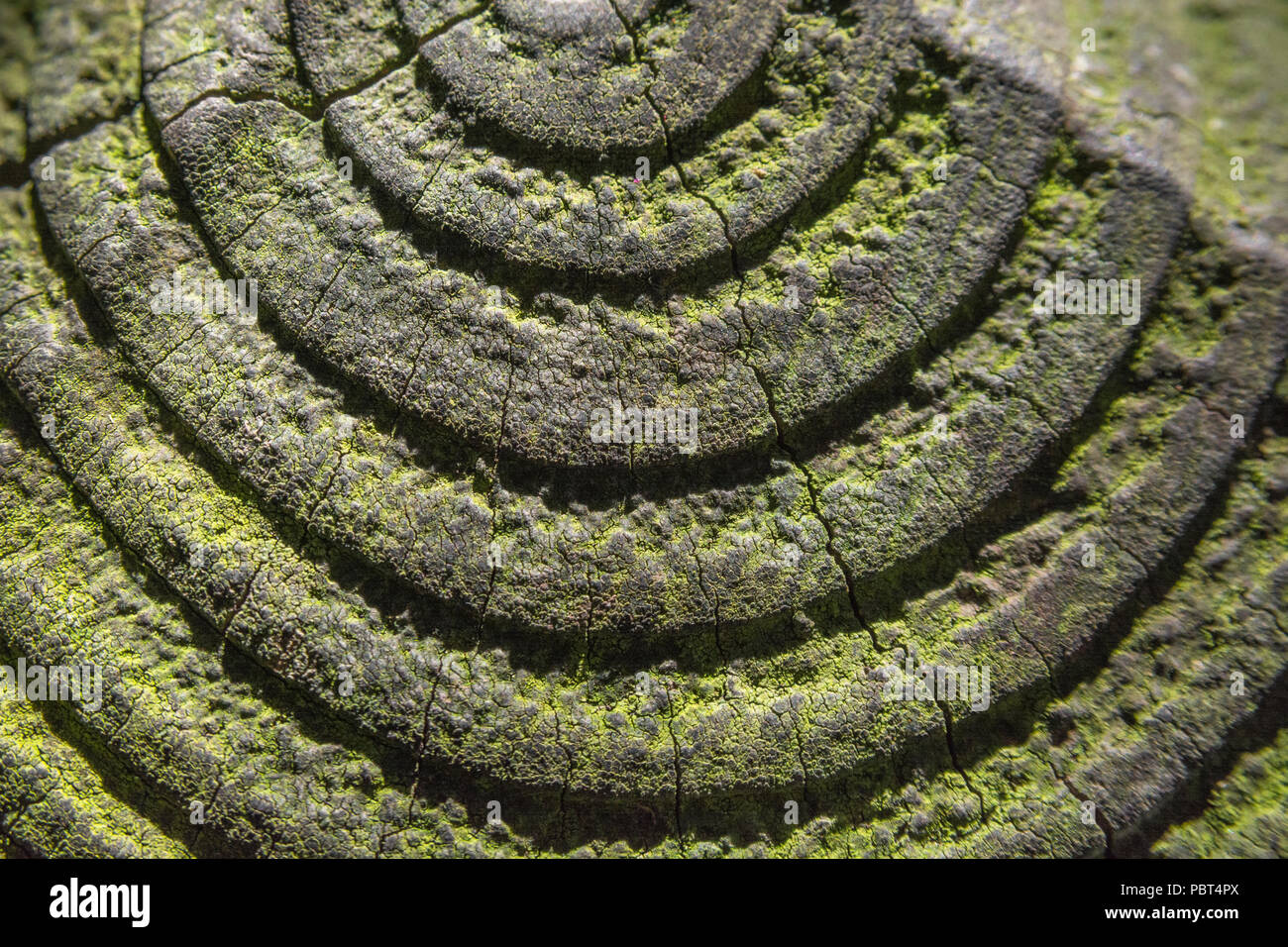 Cercles concentriques de la nature Banque de photographies et d’images ...