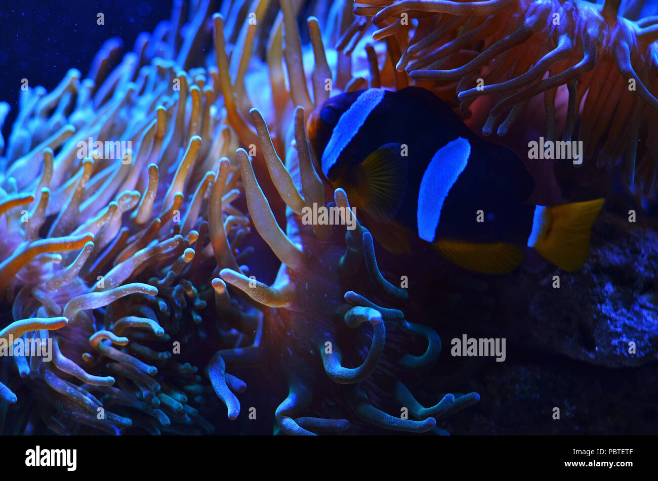 Poisson à rayures flottent dans le corail rose en bleu de l'eau ...