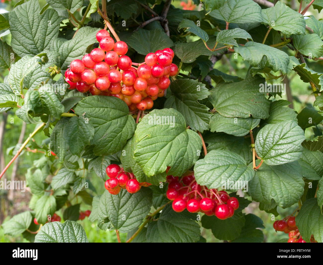 Viburnum shrub Banque de photographies et d’images à haute résolution ...