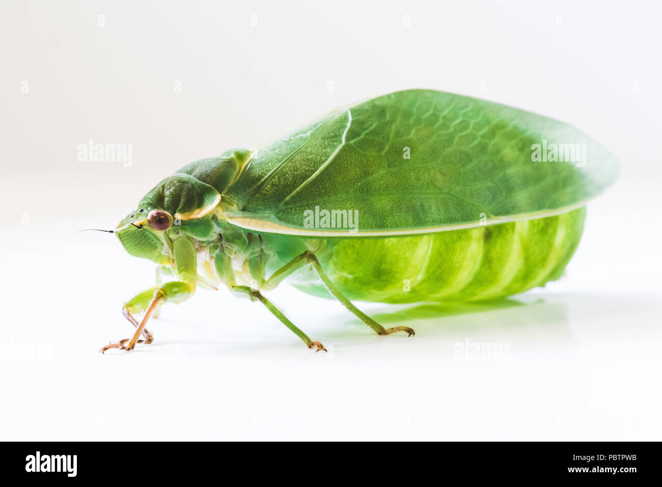Cicada Abdomen Banque d'image et photos - Alamy