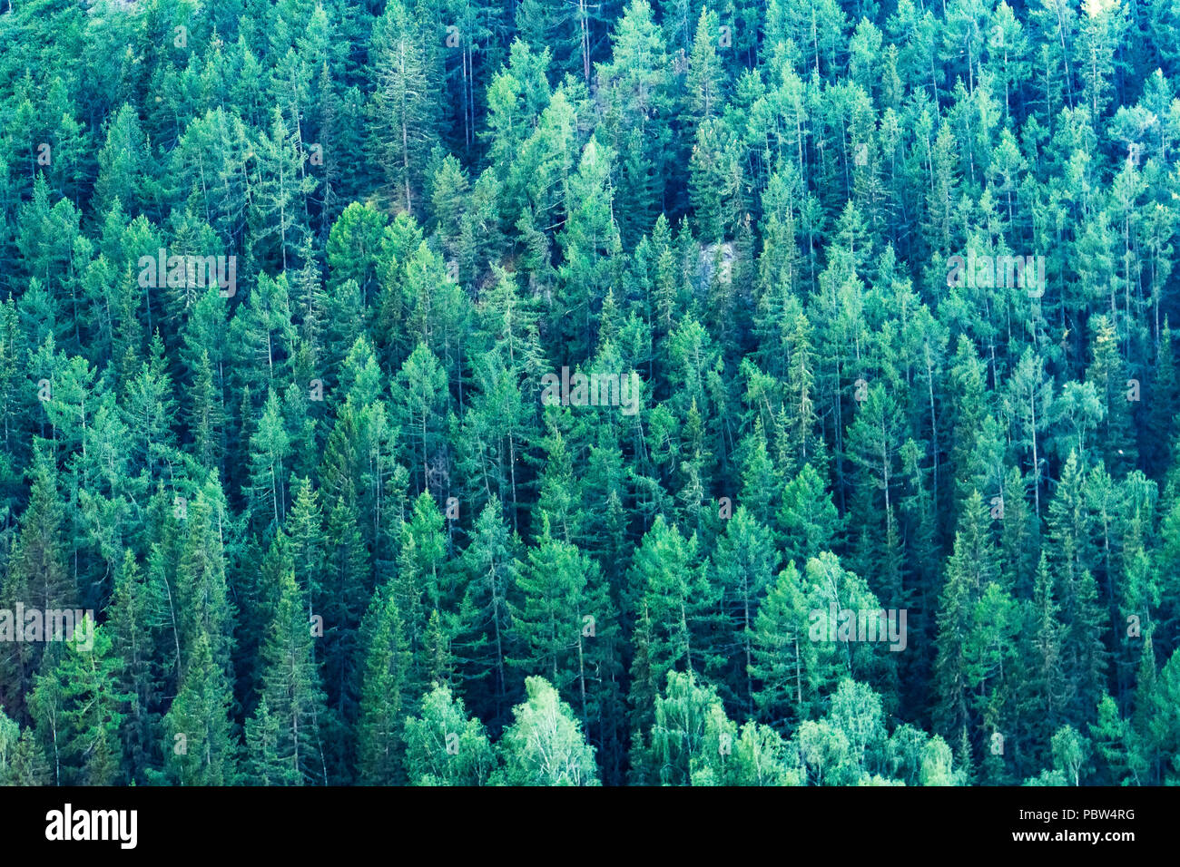 Contexte - taiga en été avec une vue complètement couverte de forêt de ...