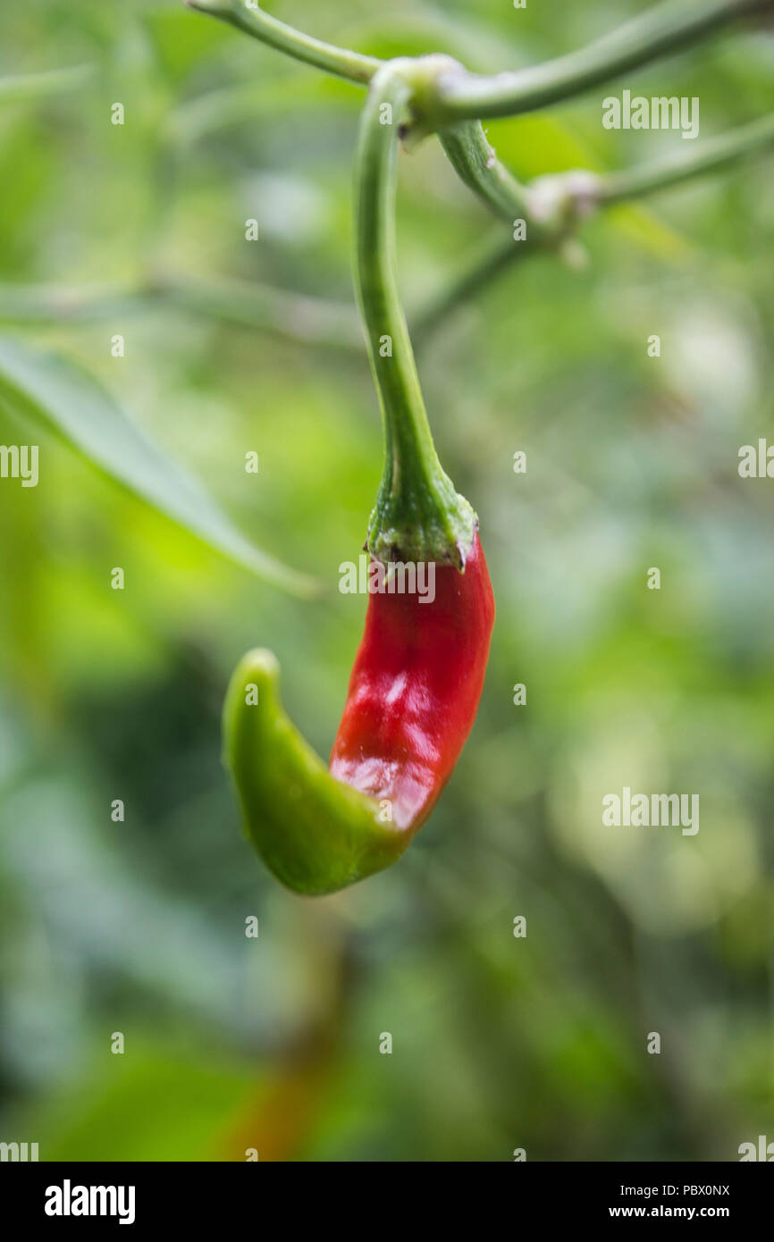 Thai dragon chilli Banque de photographies et d’images à haute ...