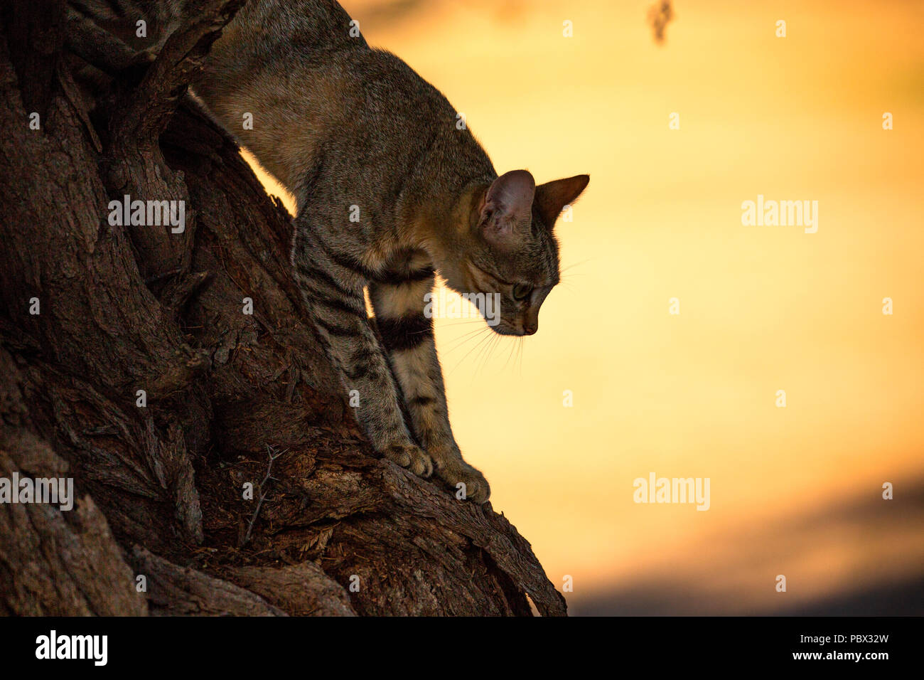 Chat sauvage d'afrique Banque de photographies et d’images à haute ...