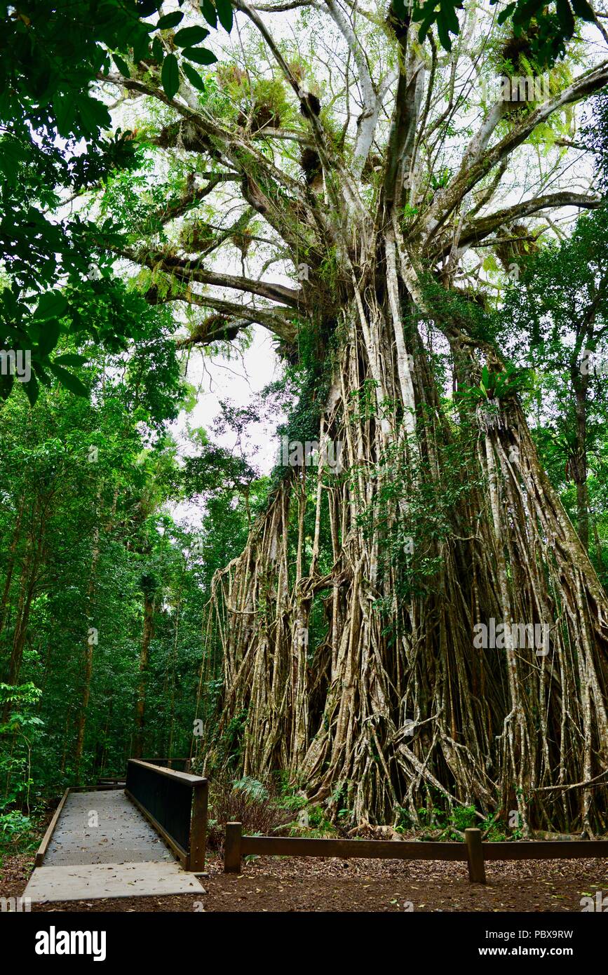 Un gigantesque arbre étrangleur de 500 ans Banque de photographies et d ...