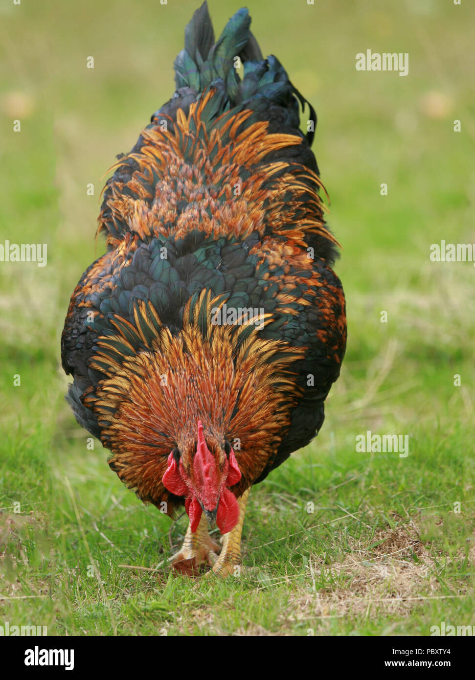 Red Rooster. Coq, Coq, symbole de la nouvelle 2017 - D'après le ...