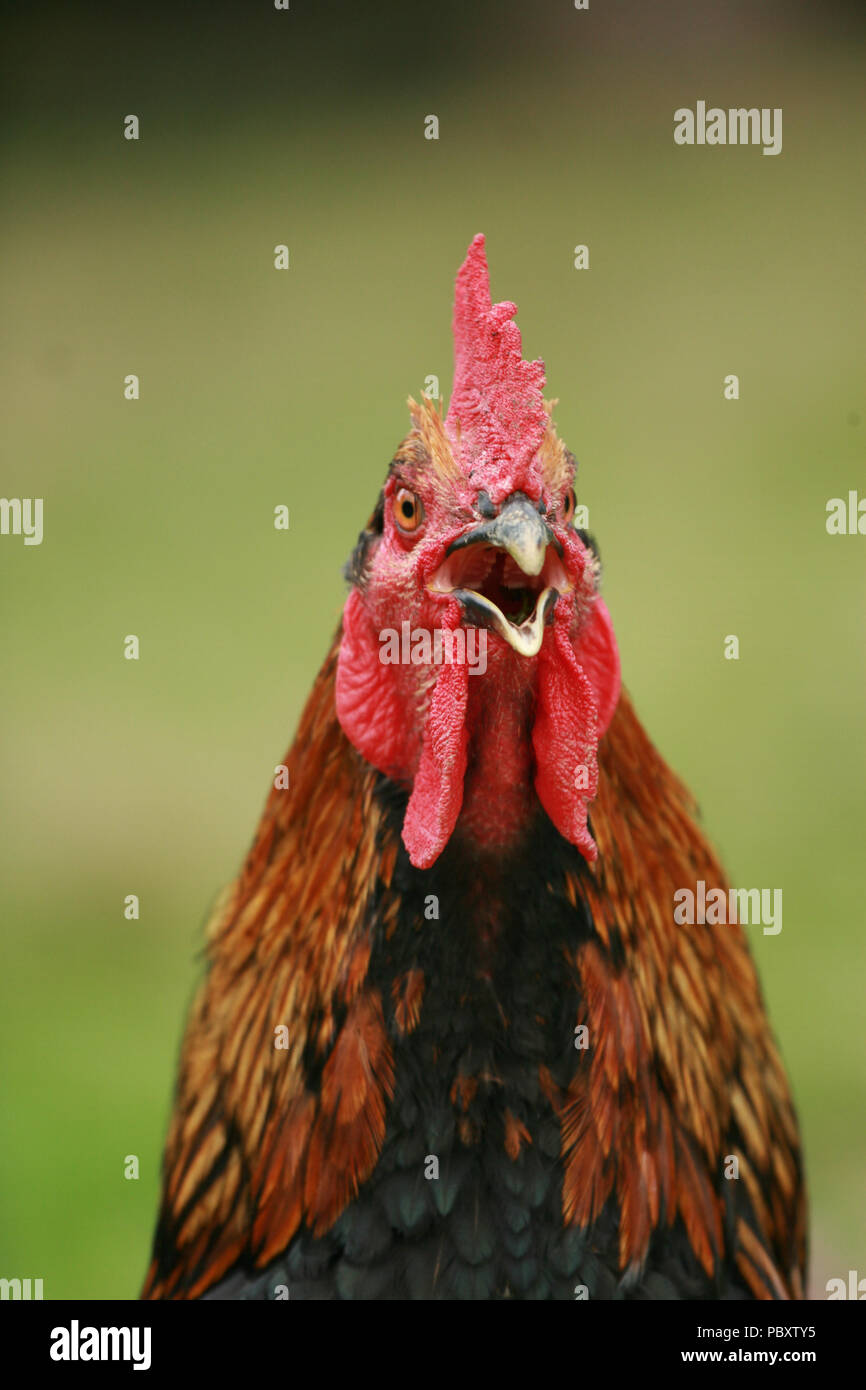 Red Rooster. Coq, Coq, symbole de la nouvelle 2017 - D'après le ...