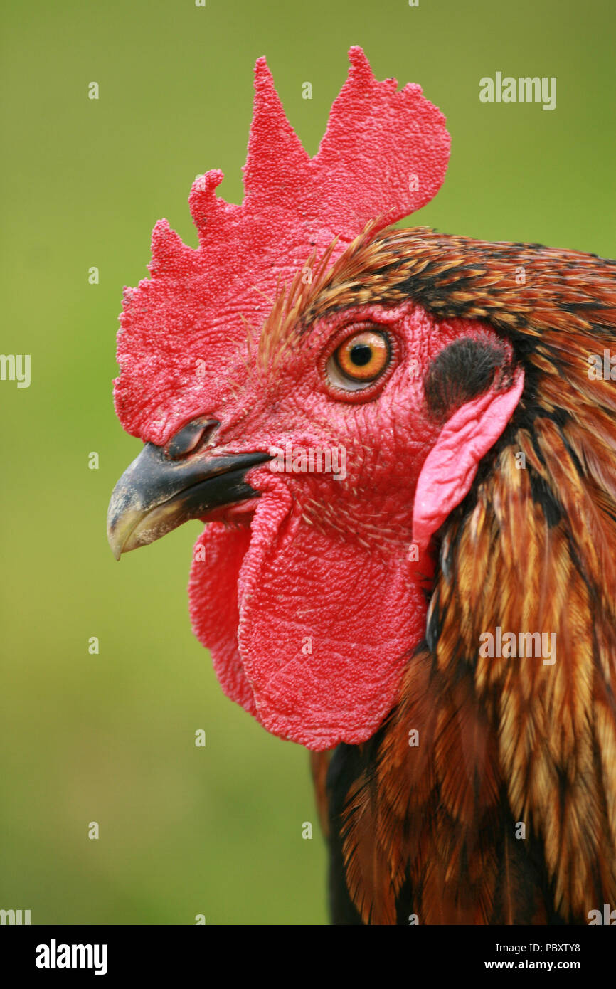 Red Rooster. Coq, Coq, symbole de la nouvelle 2017 - D'après le ...