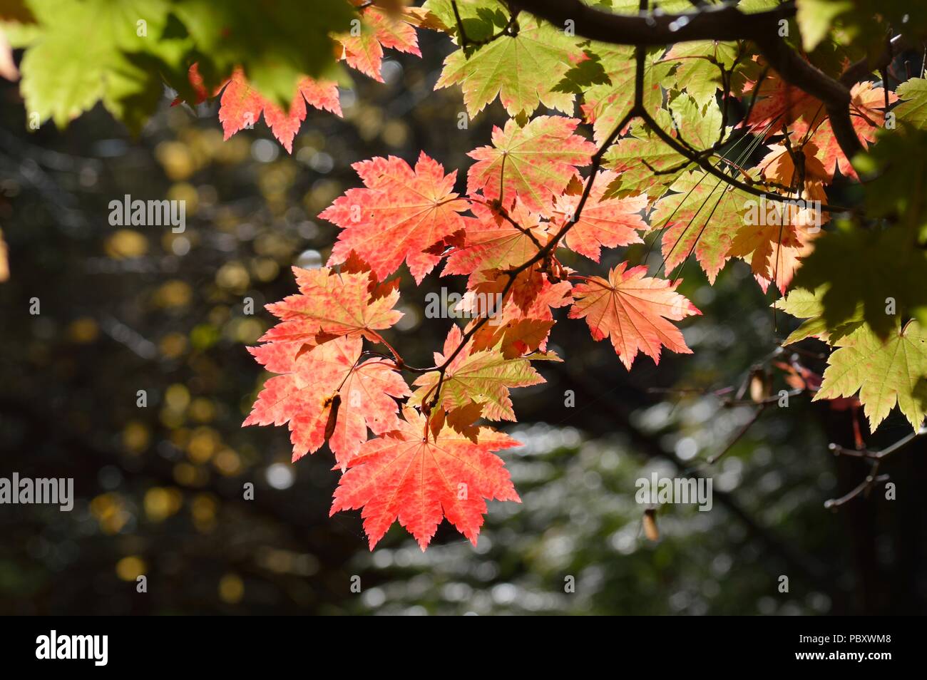 Acer japonicum vitifolium Banque de photographies et d’images à haute ...