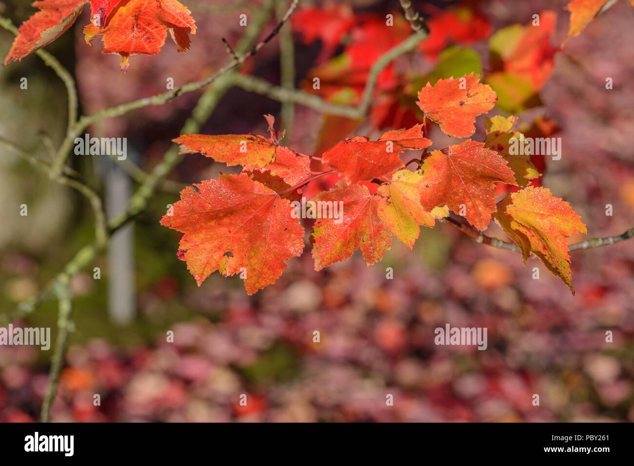 Acer rubrum schlesingeri Banque de photographies et d’images à haute ...