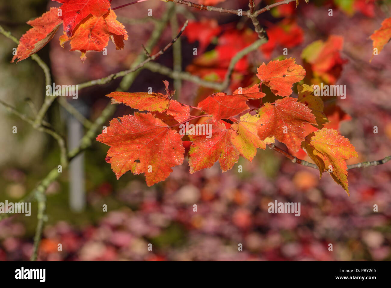 Acer rubrum schlesingeri Banque de photographies et d’images à haute ...