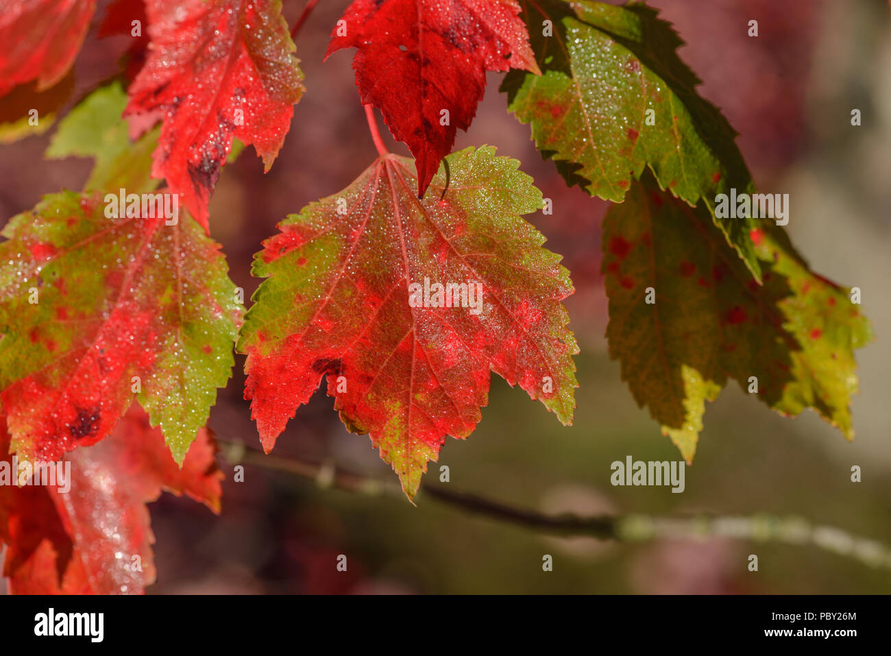 Acer rubrum schlesingeri Banque de photographies et d’images à haute ...