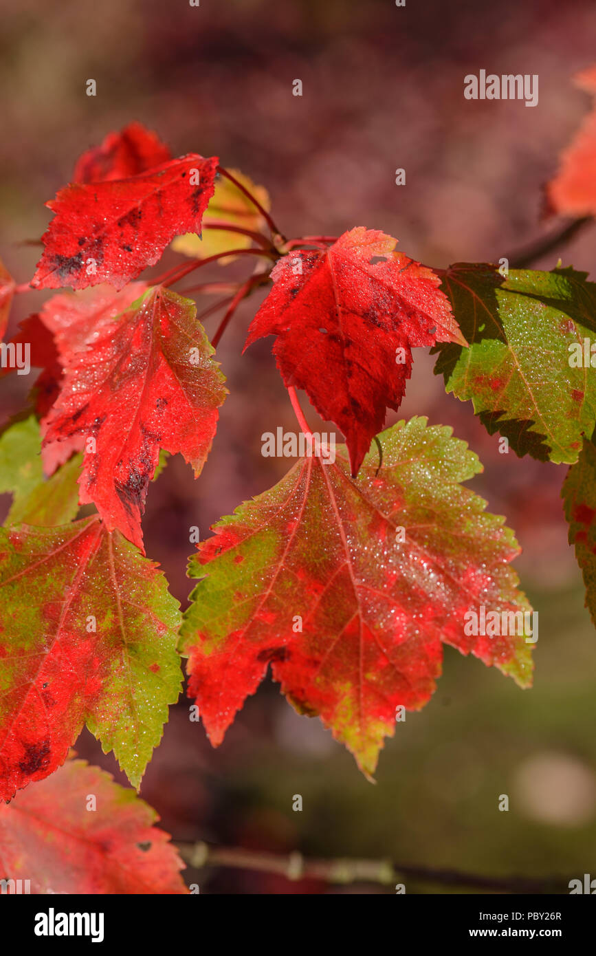 Acer rubrum schlesingeri Banque de photographies et d’images à haute ...