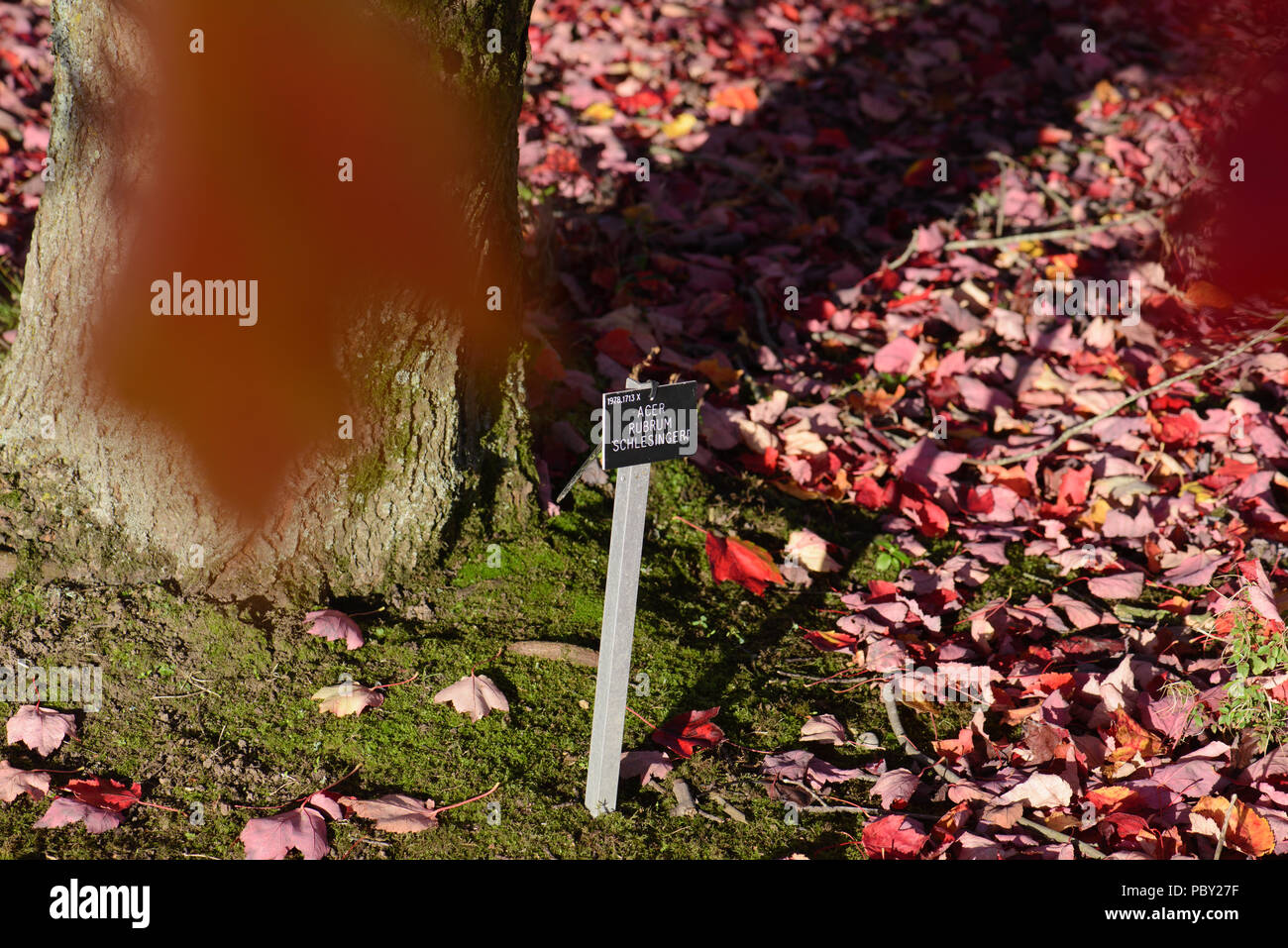 Acer rubrum schlesingeri Banque de photographies et d’images à haute ...