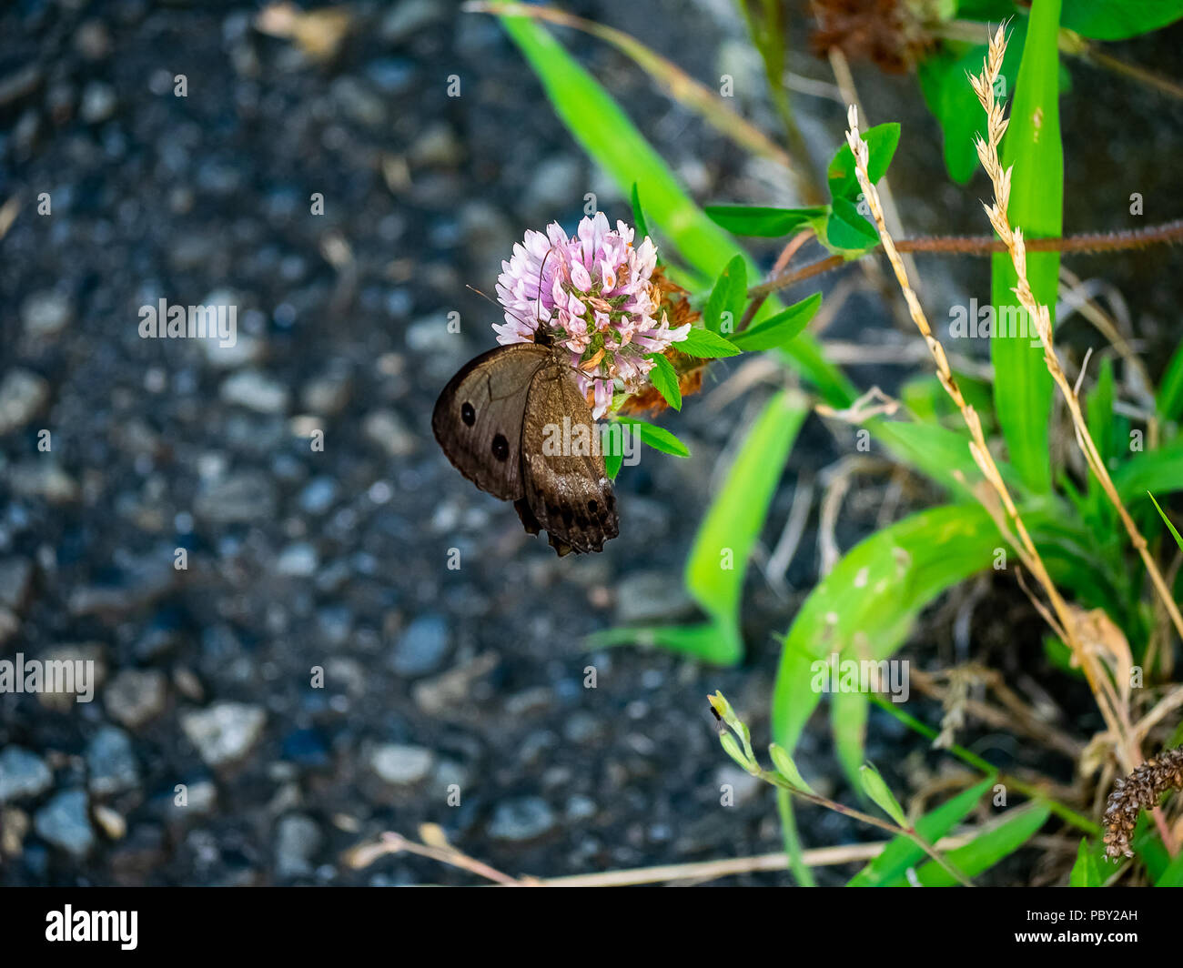 Papillon nymphe des bois commun Banque de photographies et d’images à ...