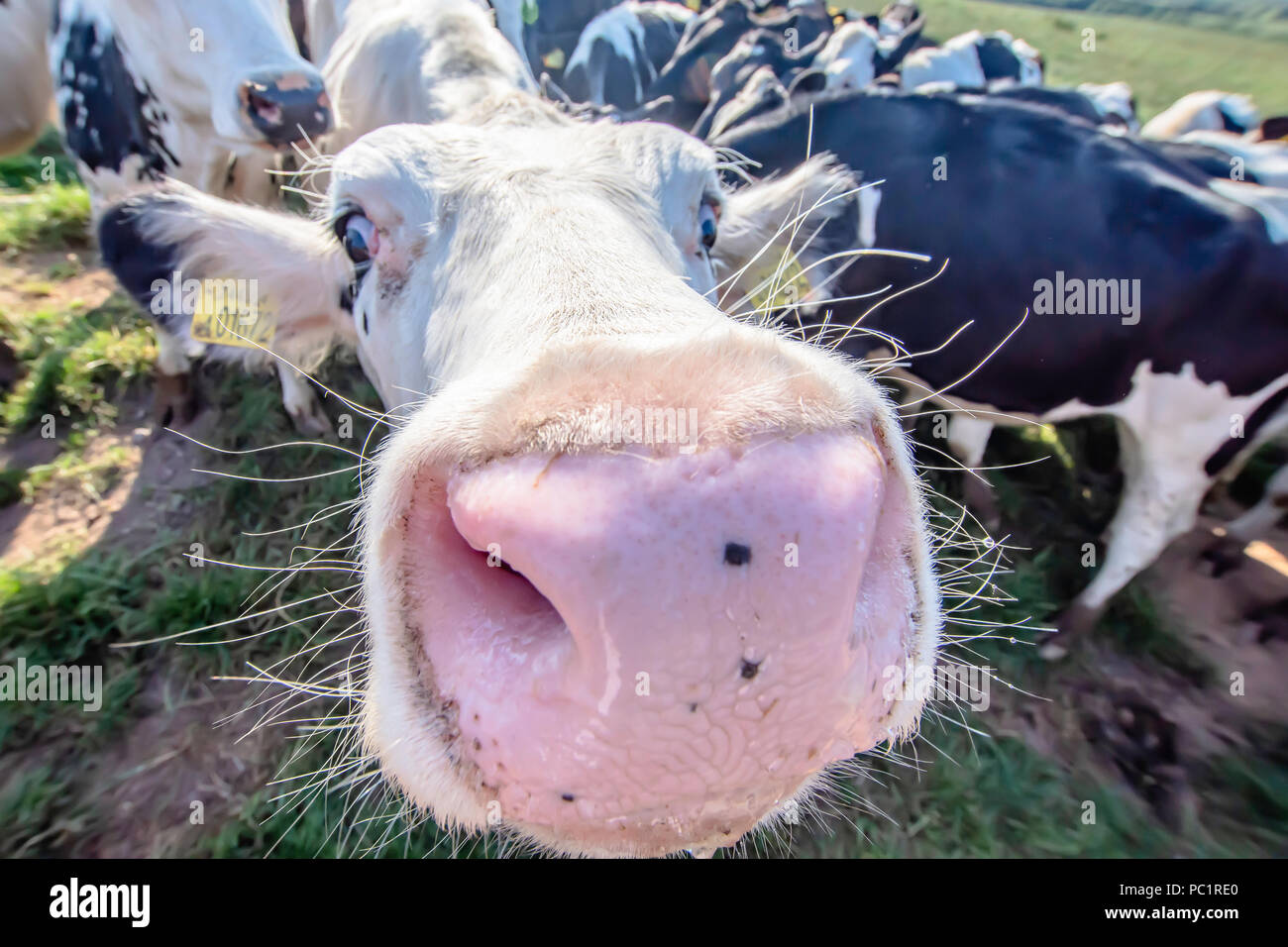Vache blanche portrait sur les pâturages à la recherche des animaux de ...
