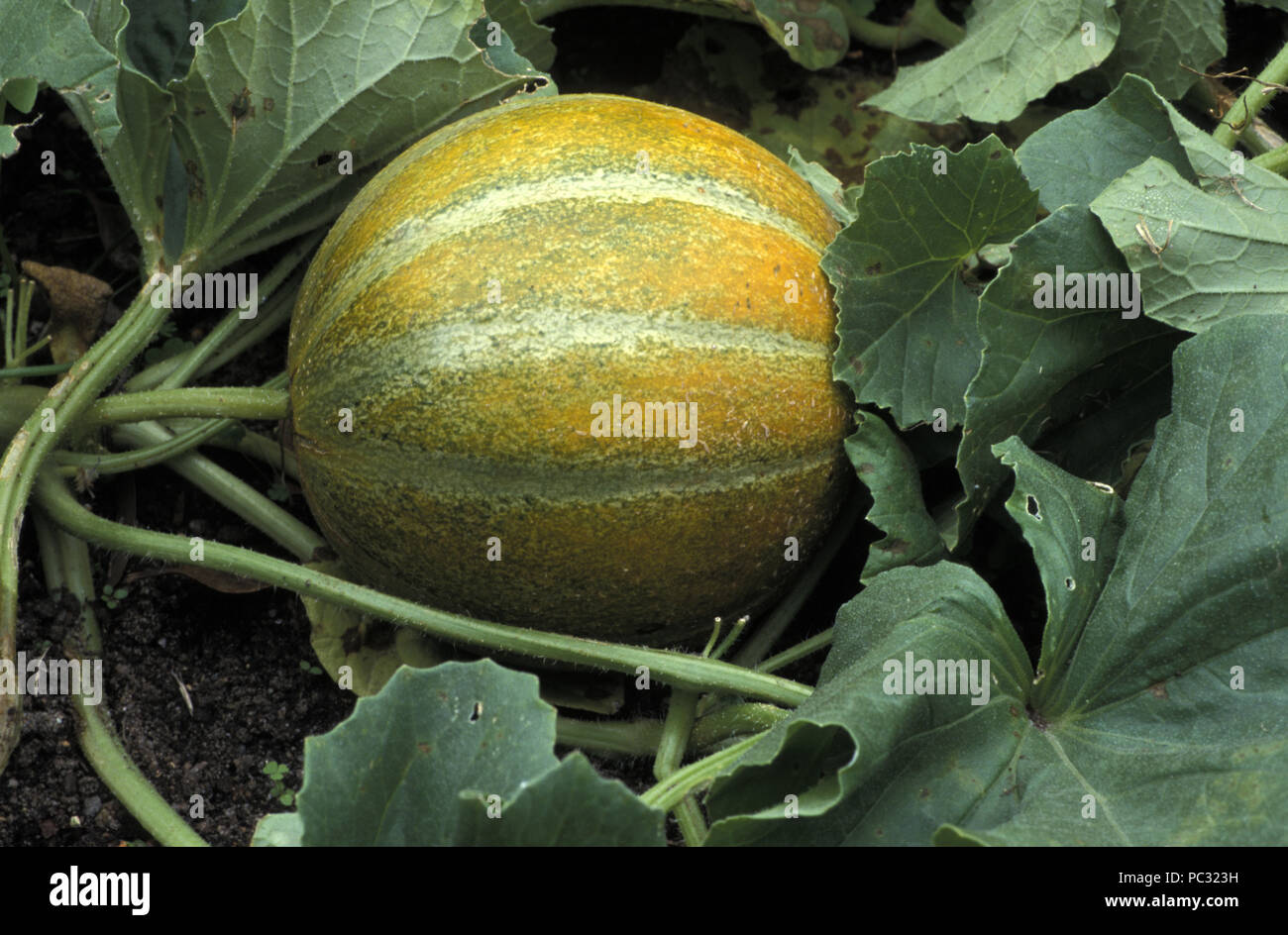 Melon ogen Banque de photographies et d’images à haute résolution - Alamy