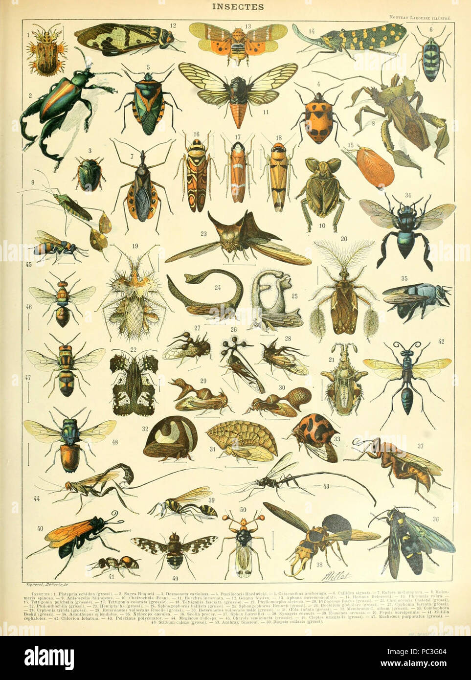 Millot adolphe Banque de photographies et d’images à haute résolution ...