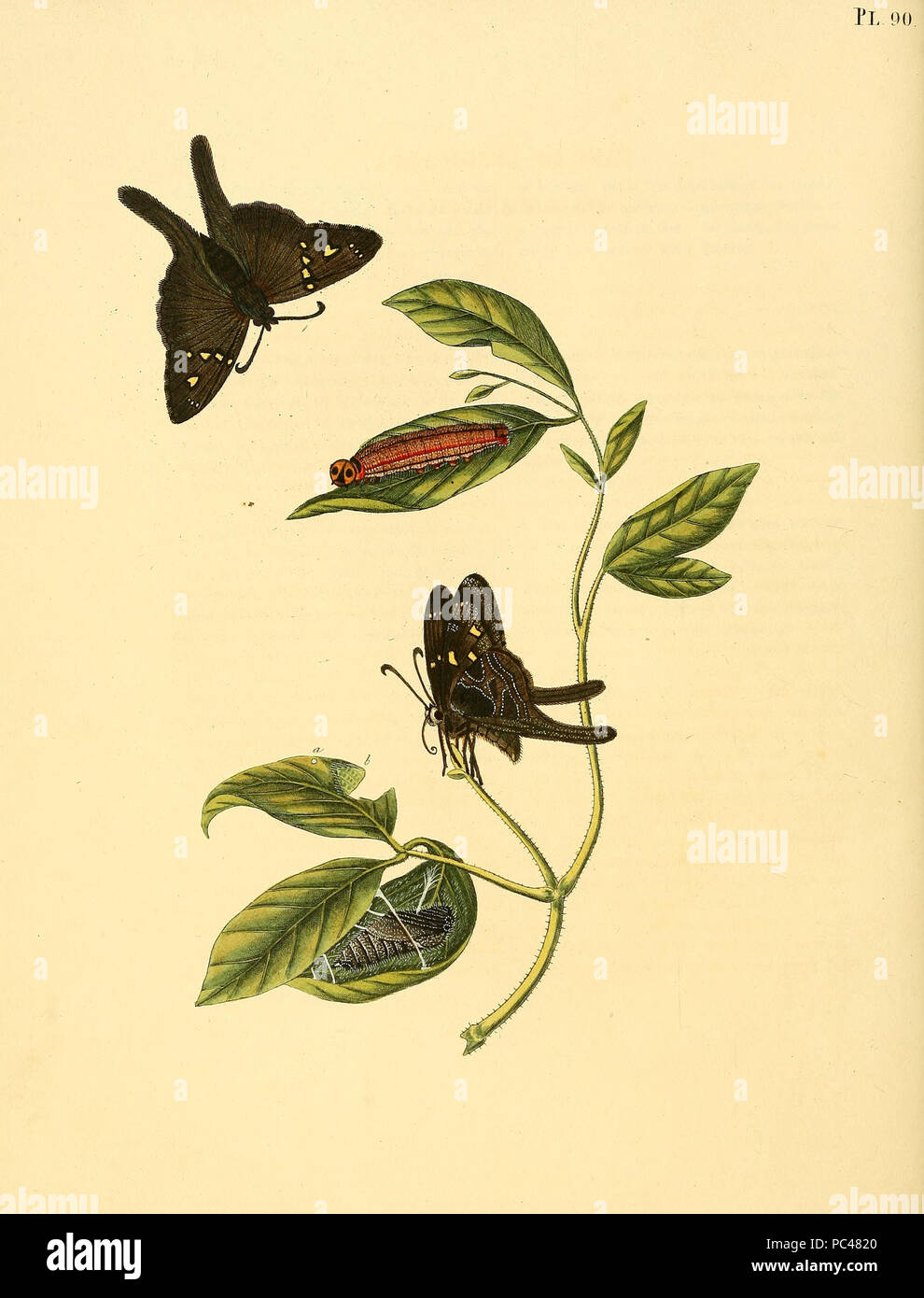 Chioides catillus Banque de photographies et d’images à haute ...