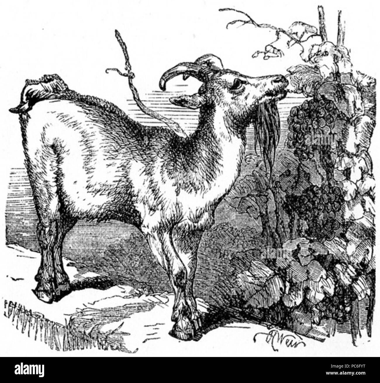 Dessin chevre Banque de photographies et d’images à haute résolution ...