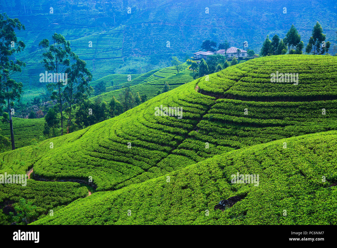 Plantation De The Au Sri Lanka