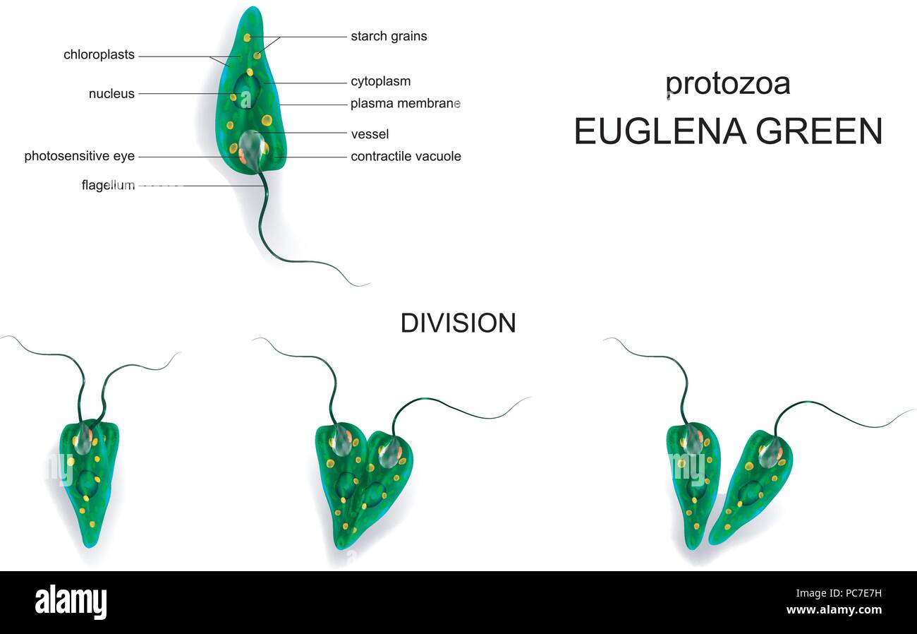 Illustration vecteur de l'euglène protozoaire vert Image Vectorielle ...