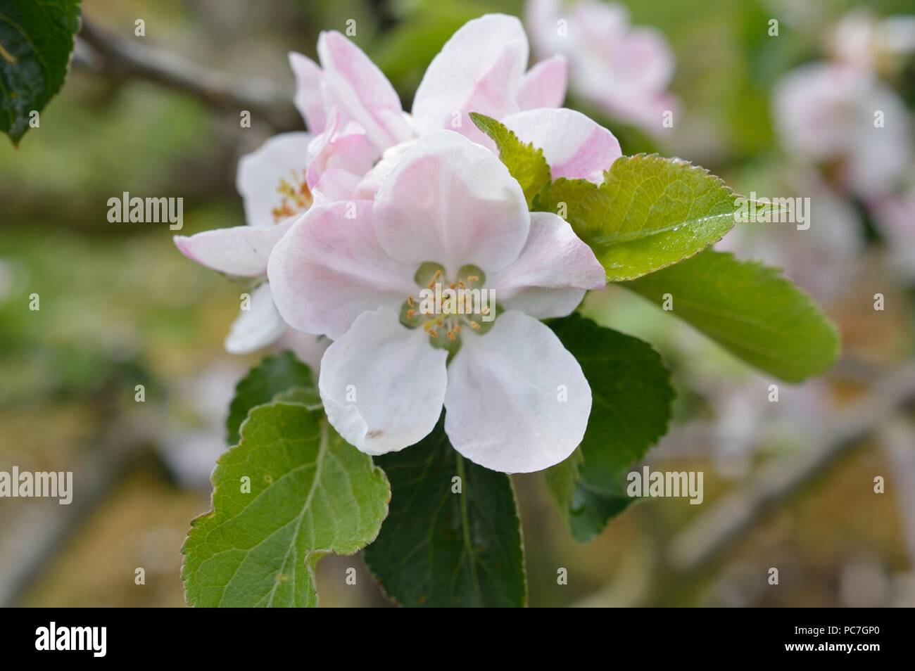 Pommes bramley cuisson des pommes Banque de photographies et d’images à ...