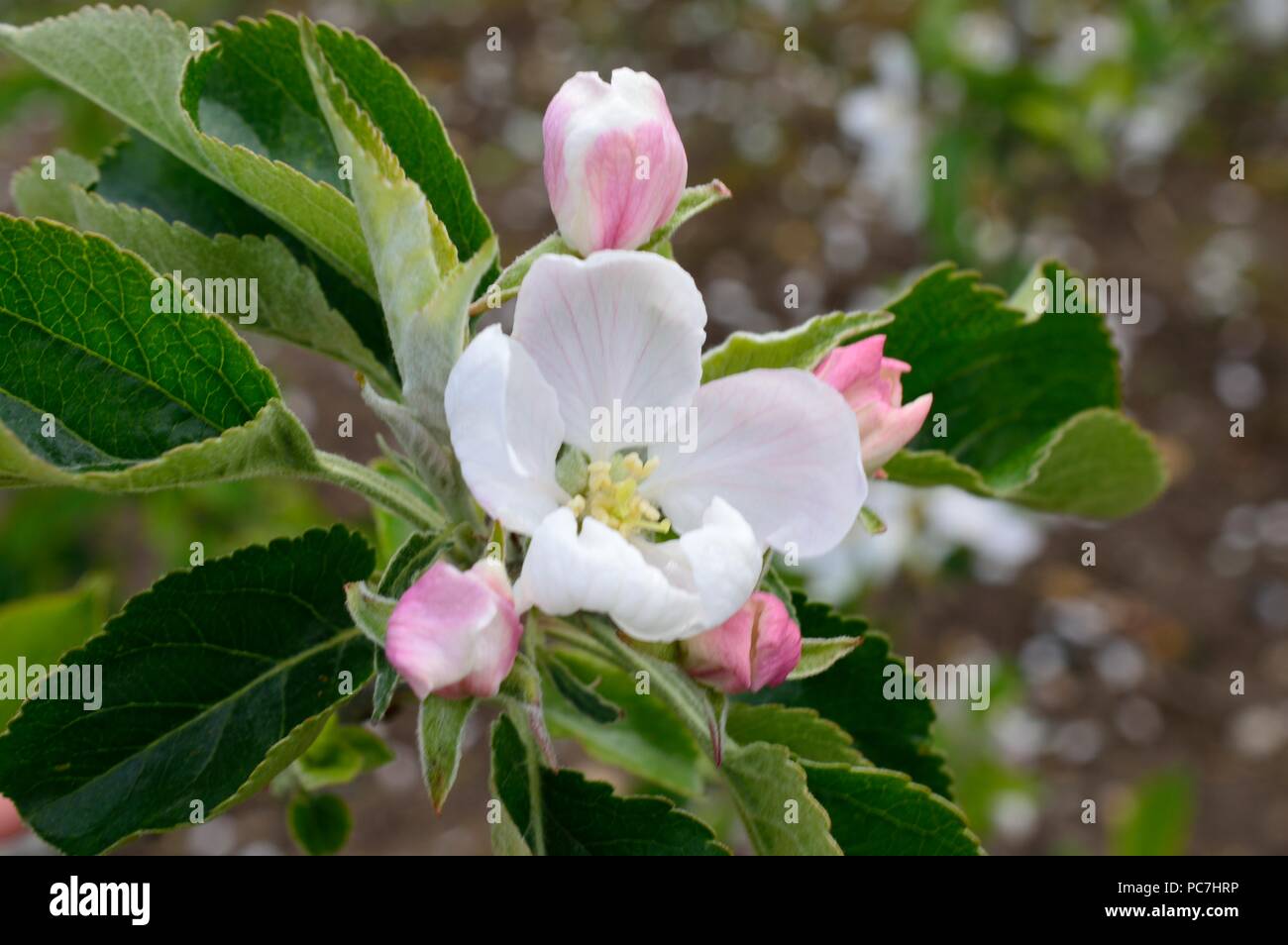 Malus george cave apple Banque de photographies et d’images à haute ...