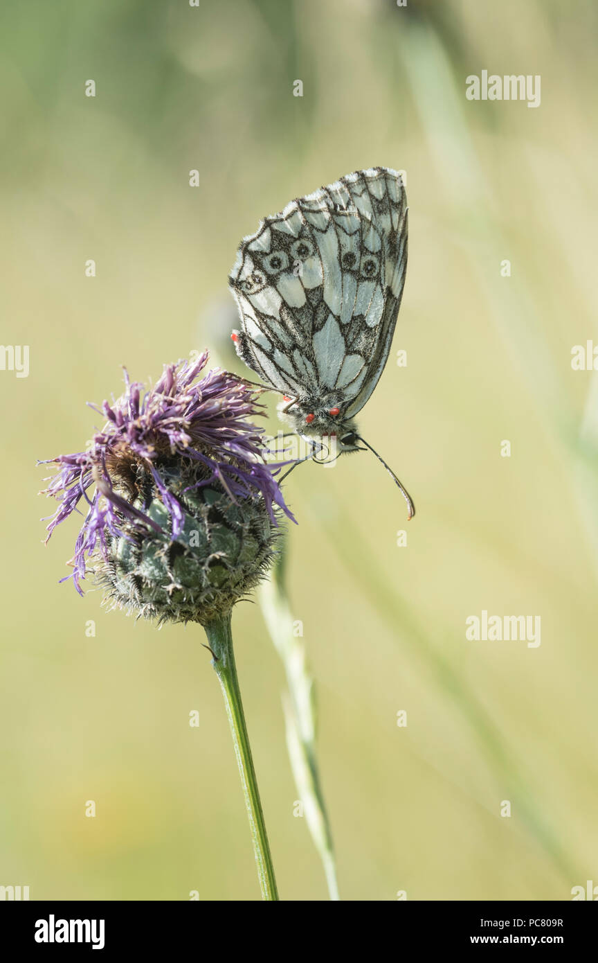 Acarien rouge Banque de photographies et d’images à haute résolution ...