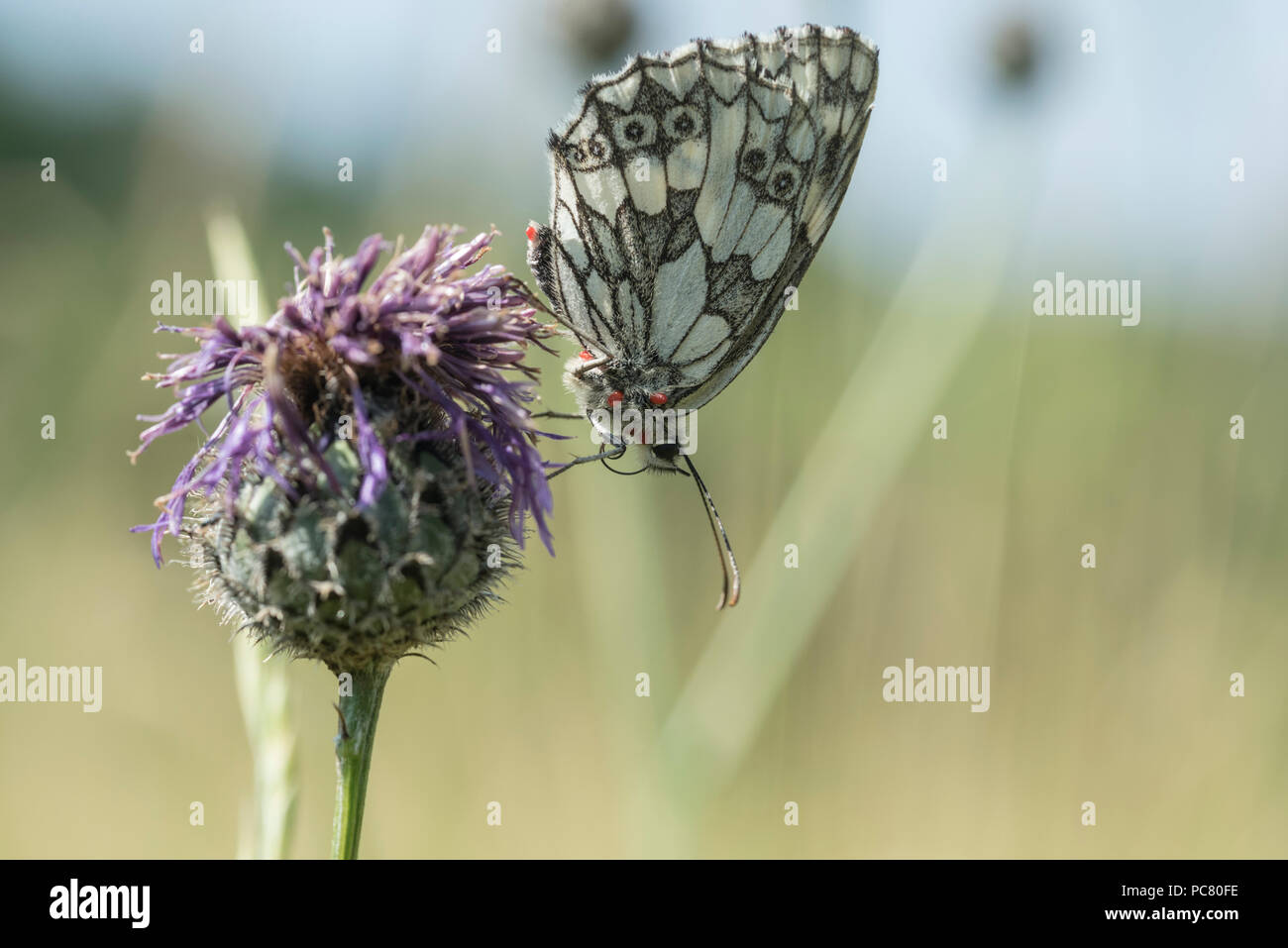 Acarien rouge Banque de photographies et d’images à haute résolution ...