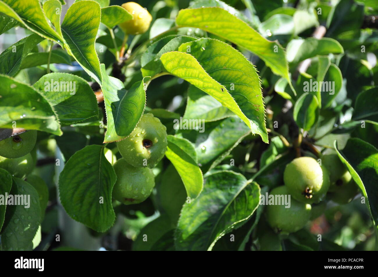 Asian nashi pear Banque de photographies et d’images à haute résolution ...