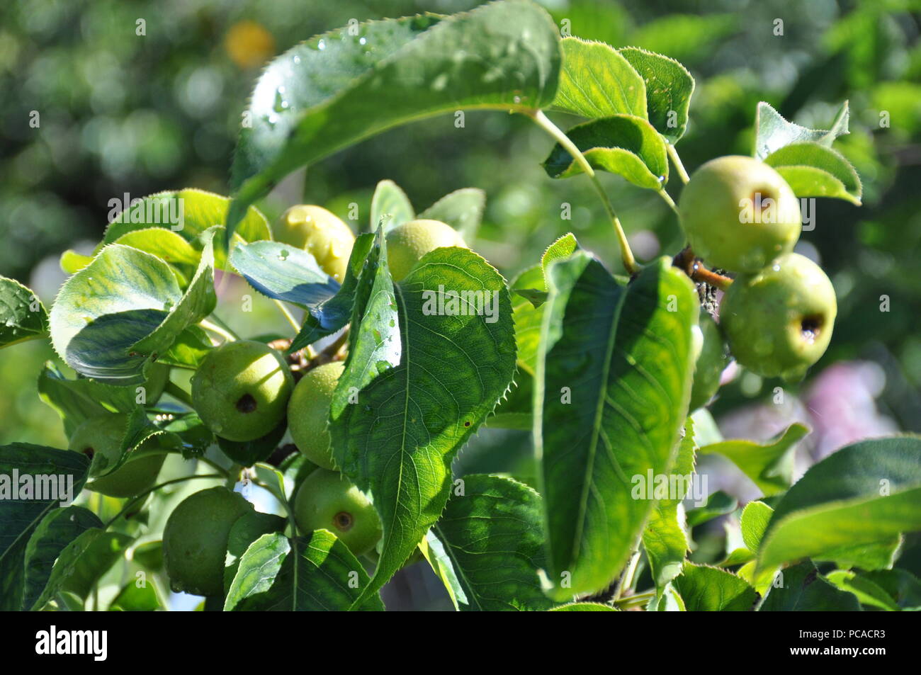 Asian nashi pear Banque de photographies et d’images à haute résolution ...