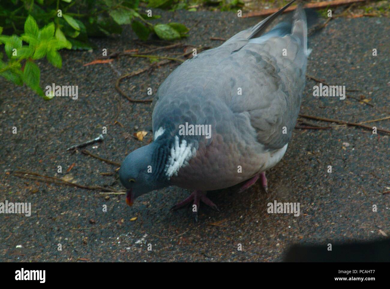 Pigeon sauvage manger Banque de photographies et d’images à haute ...