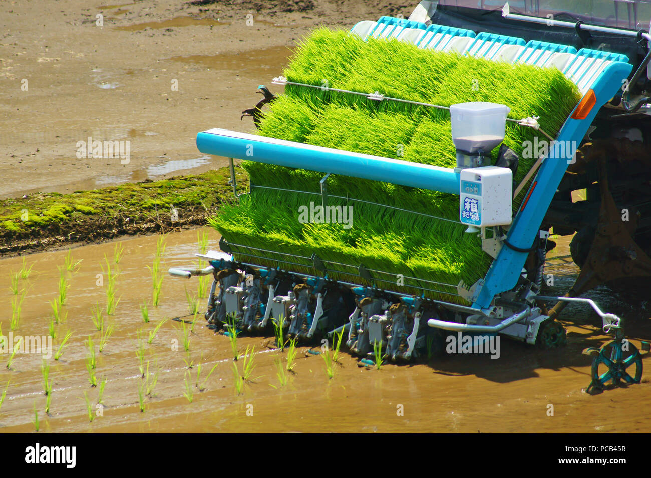 Rice planting machine Banque de photographies et d’images à haute ...
