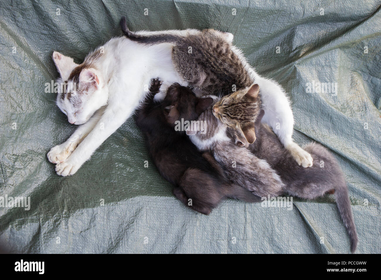 Petits chatons Banque de photographies et d’images à haute résolution ...