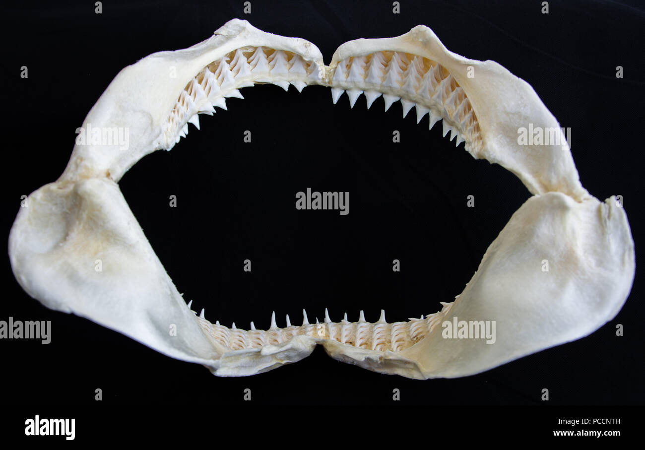 Requin renard Banque de photographies et d’images à haute résolution ...