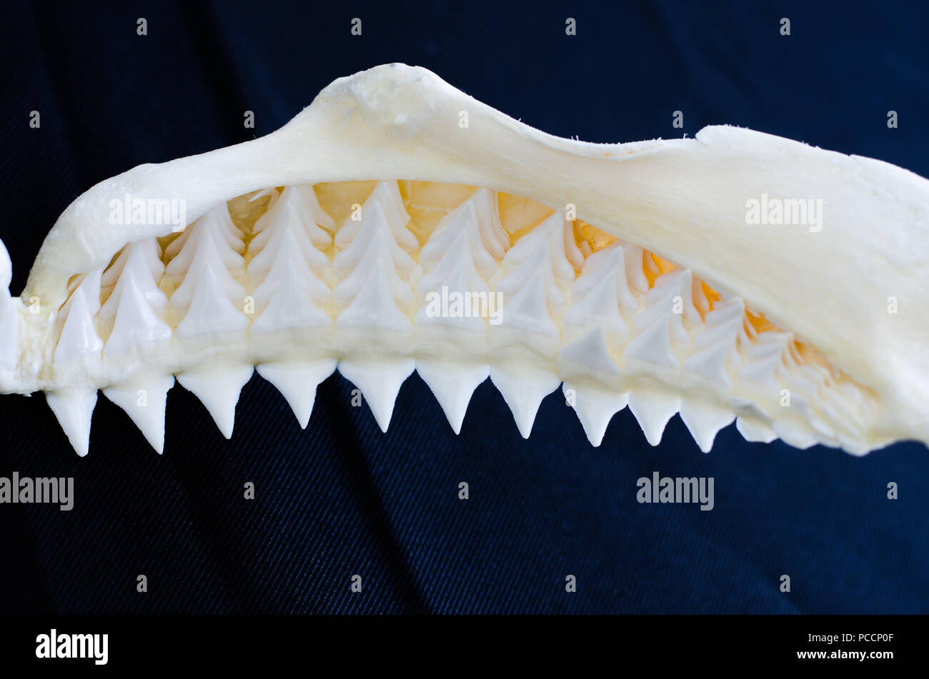 Requin du gange Banque de photographies et d’images à haute résolution ...