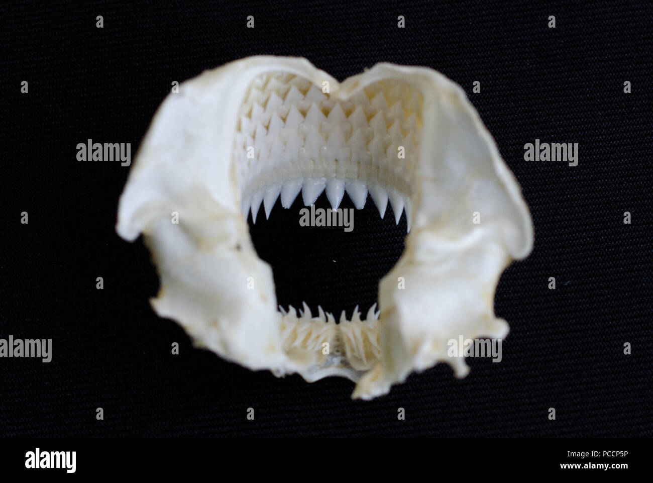 Mâchoire de requin tigre Banque de photographies et d’images à haute ...